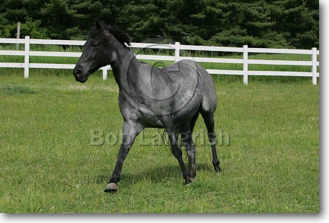 Bob Langrish Equestrian Photographer: Images