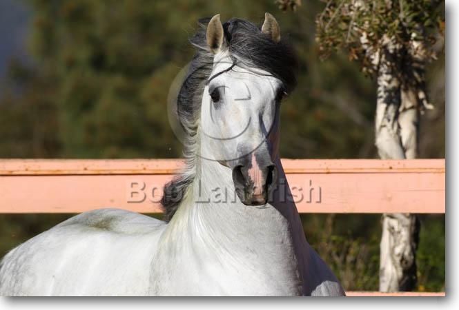 Bob Langrish Equestrian Photographer: Images