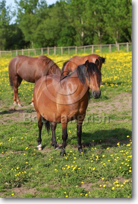 Bob Langrish Equestrian Photographer: Images