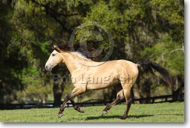 Bob Langrish Equestrian Photographer: Images