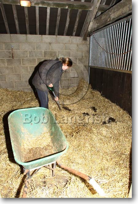 Bob Langrish Equestrian Photographer: Images