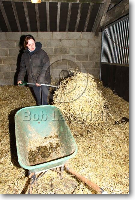 Bob Langrish Equestrian Photographer: Images