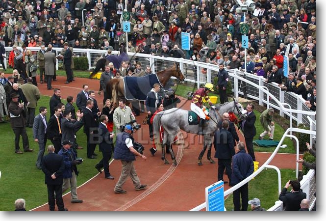 Bob Langrish Equestrian Photographer: Images