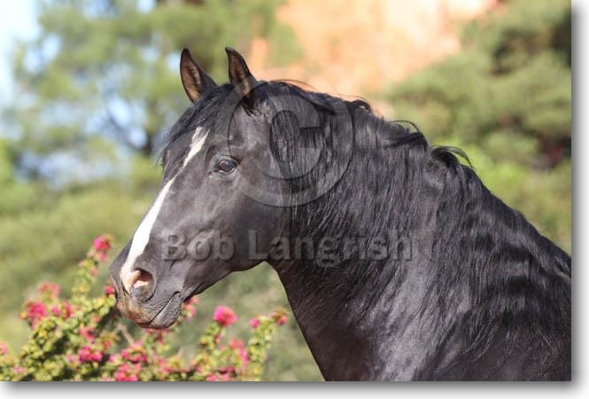 Bob Langrish Equestrian Photographer: Images