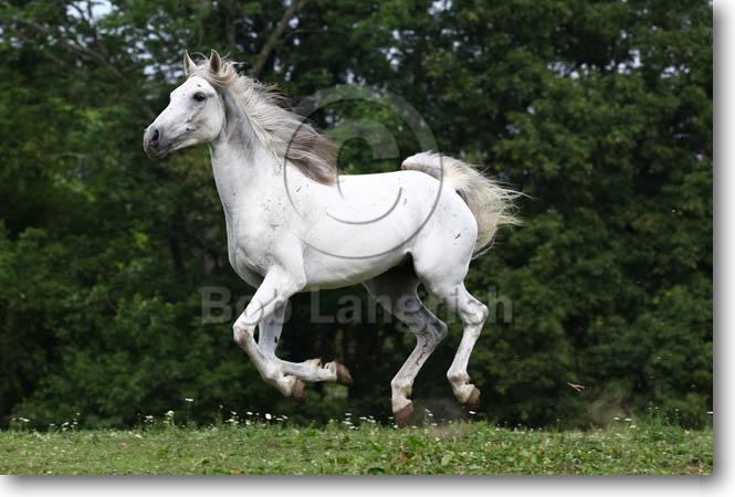 Bob Langrish Equestrian Photographer: Images