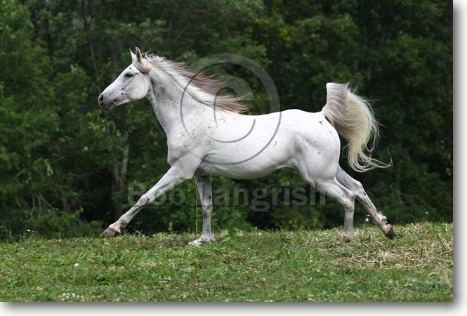 Bob Langrish Equestrian Photographer: Images