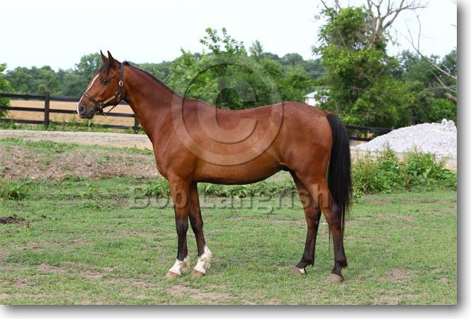 Bob Langrish Equestrian Photographer: Images