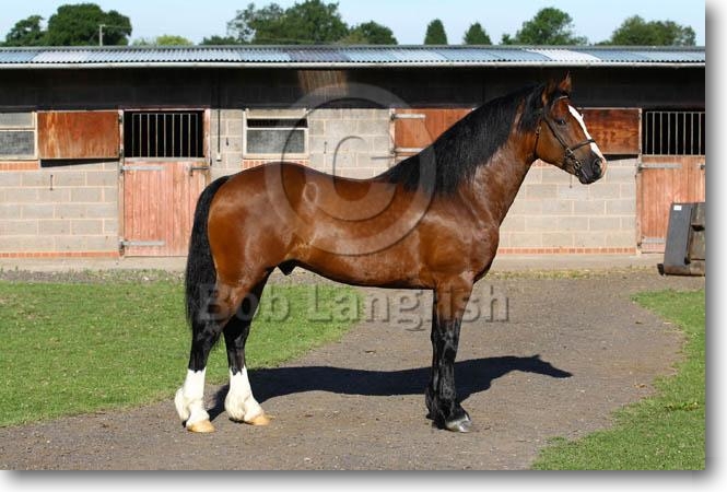 Bob Langrish Equestrian Photographer: Galleries