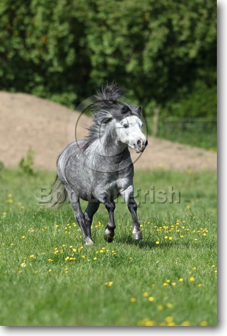 Bob Langrish Equestrian Photographer: Images