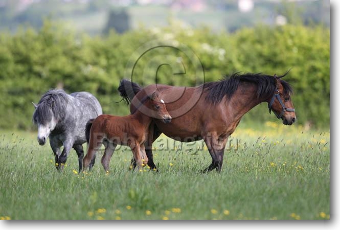 Bob Langrish Equestrian Photographer: Images