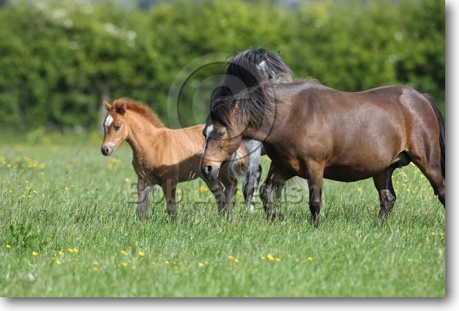 Bob Langrish Equestrian Photographer: Images