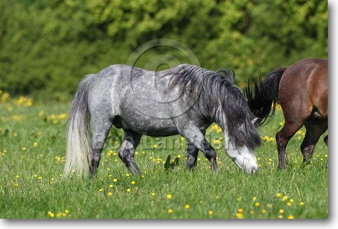 Bob Langrish Equestrian Photographer: Images