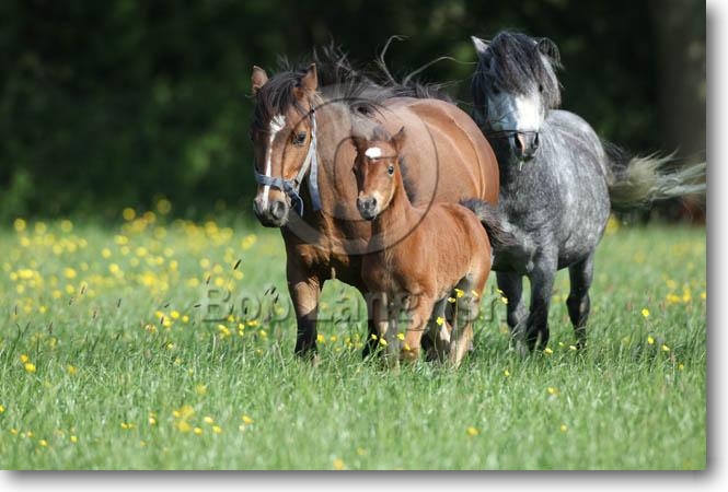 Bob Langrish Equestrian Photographer: Images