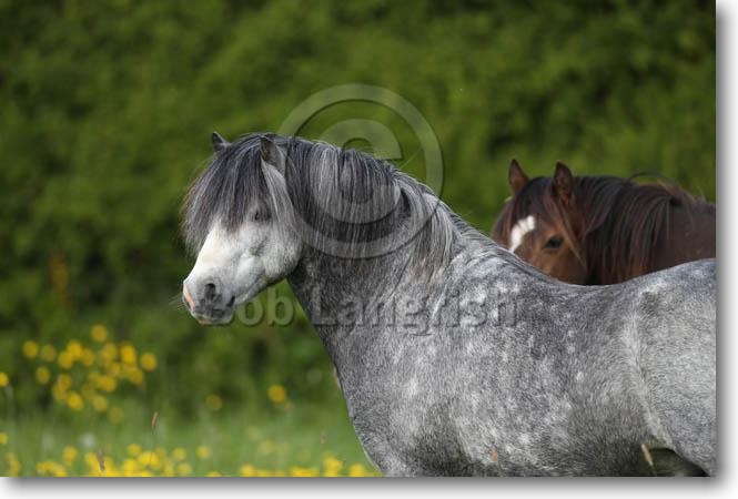 Bob Langrish Equestrian Photographer: Images