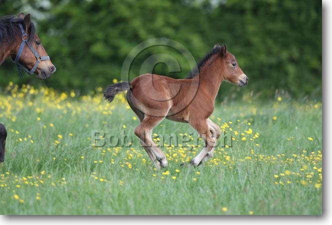 Bob Langrish Equestrian Photographer: Images