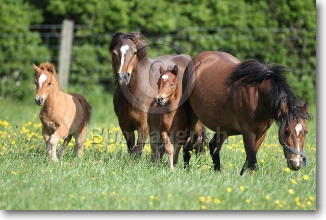 Bob Langrish Equestrian Photographer: Images