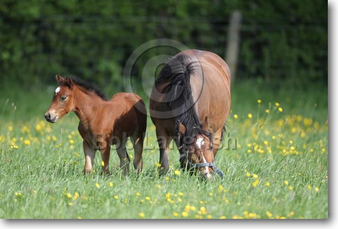Bob Langrish Equestrian Photographer: Images
