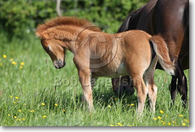 Bob Langrish Equestrian Photographer: Images