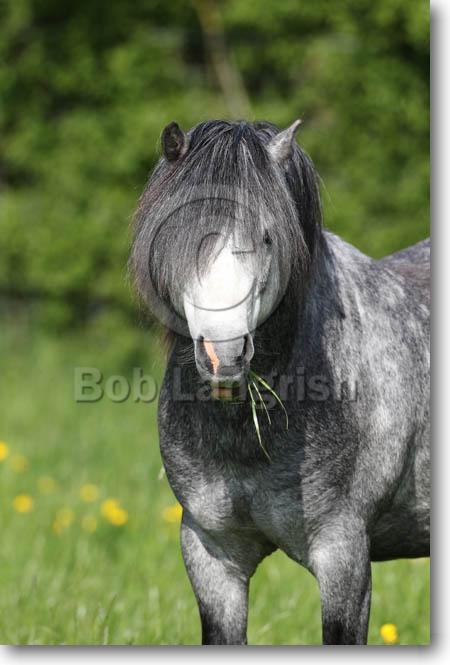 Bob Langrish Equestrian Photographer: Images