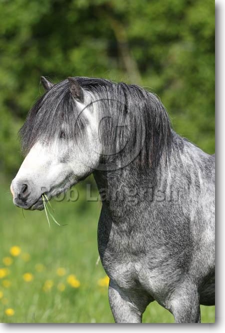 Bob Langrish Equestrian Photographer: Images