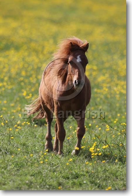 Bob Langrish Equestrian Photographer: Images