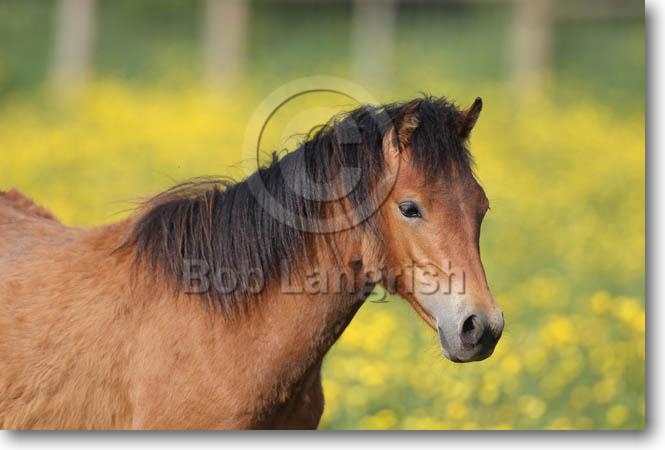 Bob Langrish Equestrian Photographer: Images