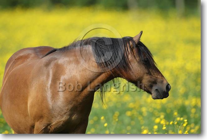 Bob Langrish Equestrian Photographer: Images