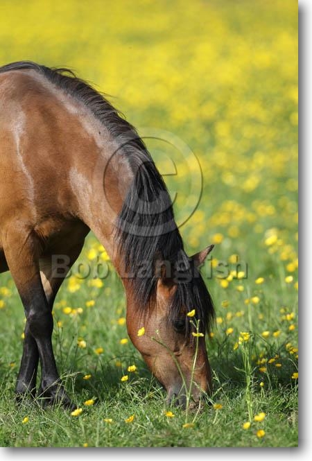 Bob Langrish Equestrian Photographer: Images