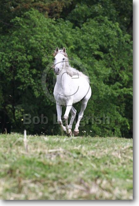 Bob Langrish Equestrian Photographer: Images
