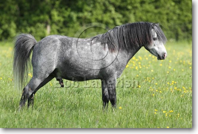 Bob Langrish Equestrian Photographer: Images