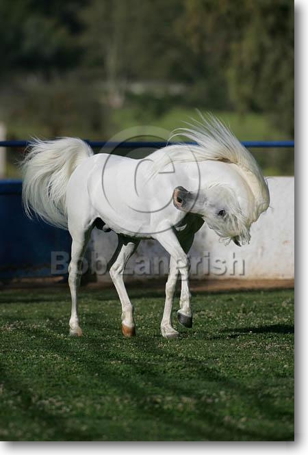 Bob Langrish Equestrian Photographer: Galleries