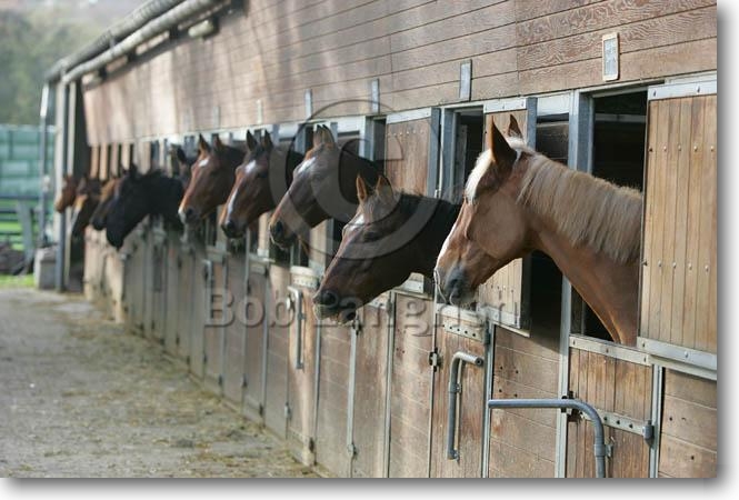 Bob Langrish Equestrian Photographer: Images