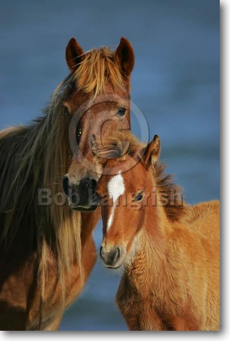 Bob Langrish Equestrian Photographer: Images