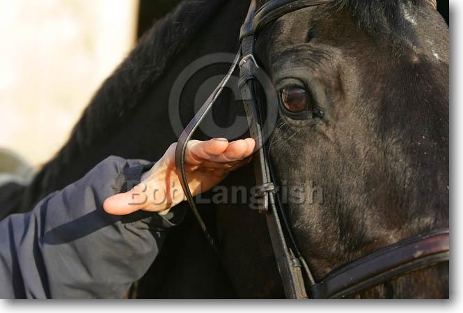 Bob Langrish Equestrian Photographer: Images