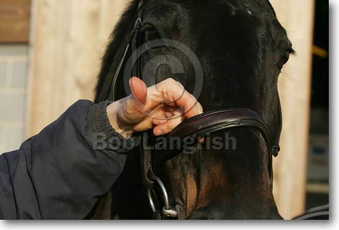 Bob Langrish Equestrian Photographer: Images