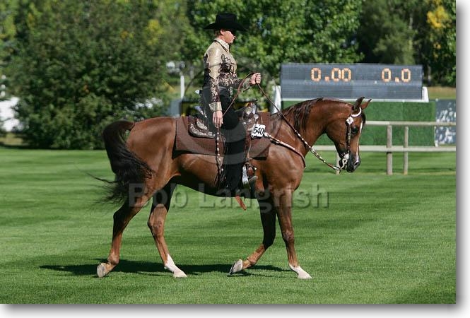 Bob Langrish Equestrian Photographer: Images