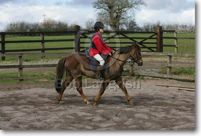 Bob Langrish Equestrian Photographer: Images