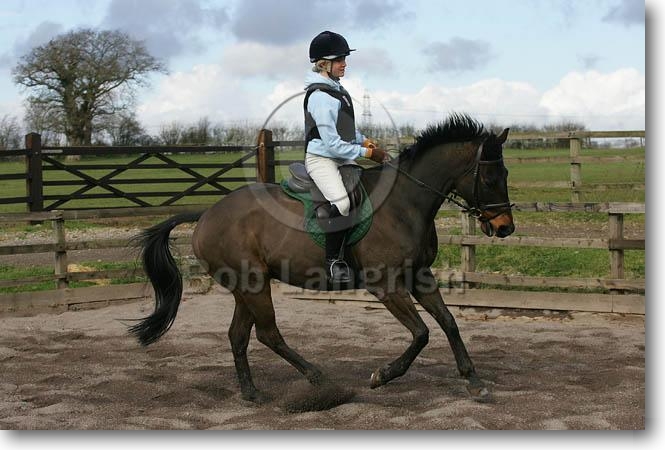 Bob Langrish Equestrian Photographer: Images