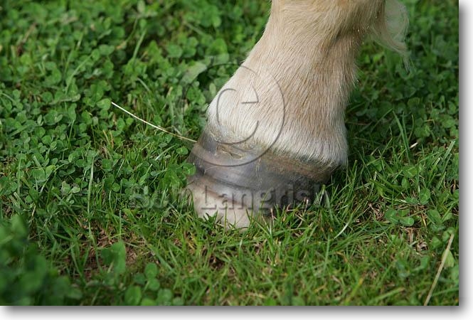 Bob Langrish Equestrian Photographer: Images