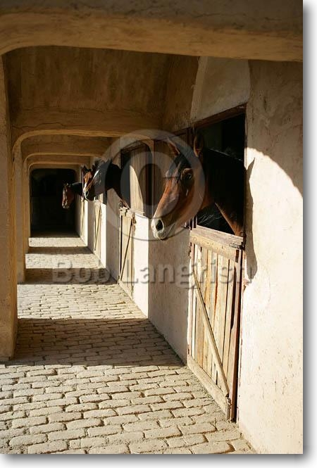 Bob Langrish Equestrian Photographer: Images