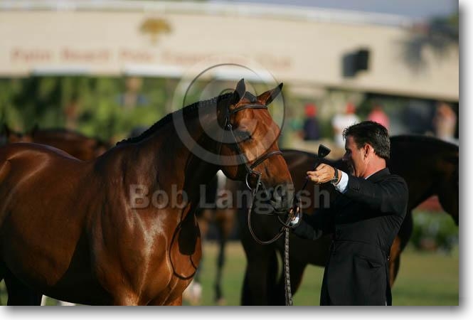 Bob Langrish Equestrian Photographer: Images