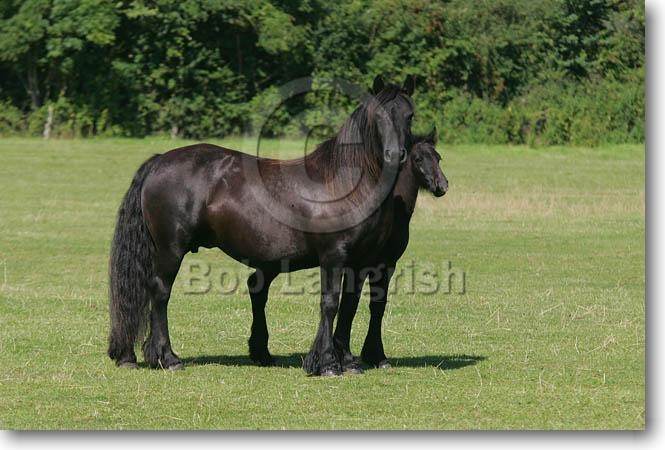 Bob Langrish Equestrian Photographer: Images
