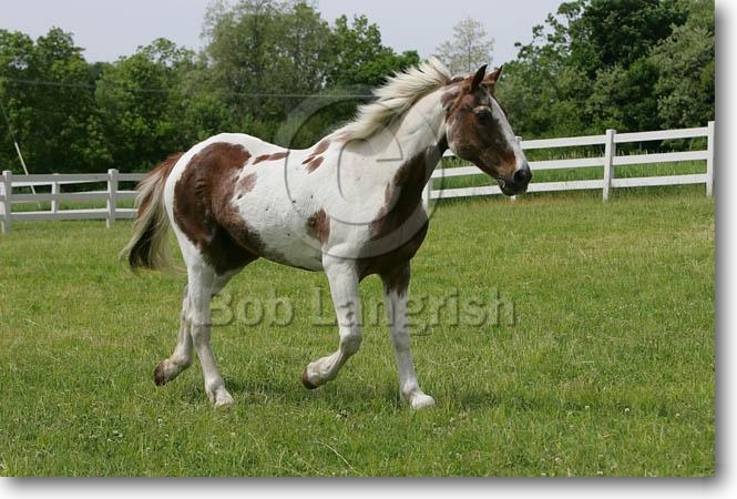 Bob Langrish Equestrian Photographer: Images