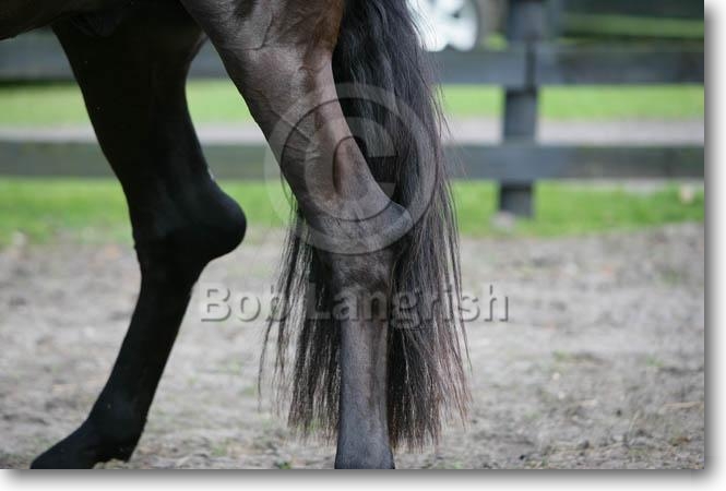 Bob Langrish Equestrian Photographer: Images
