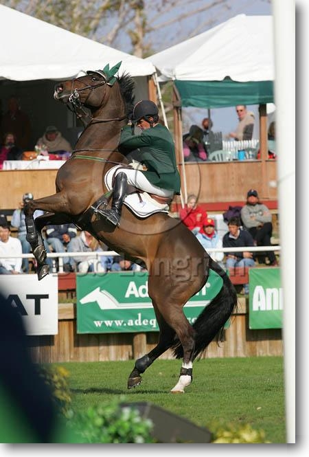 Bob Langrish Equestrian Photographer: Images