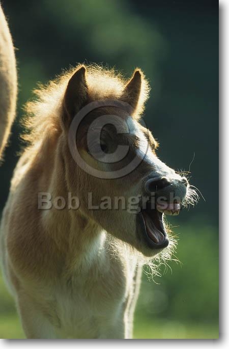 Bob Langrish Equestrian Photographer: Images