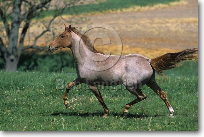 Bob Langrish Equestrian Photographer: Images