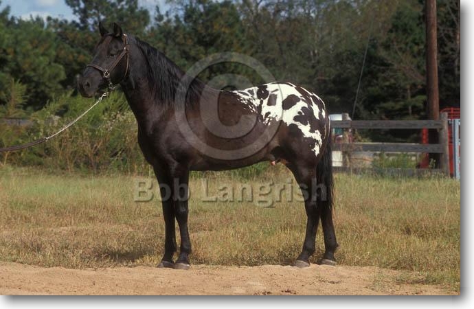 Bob Langrish Equestrian Photographer: Images