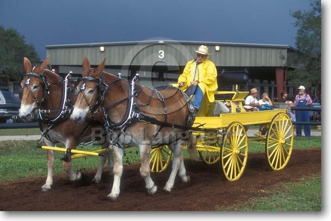 Bob Langrish Equestrian Photographer: Images