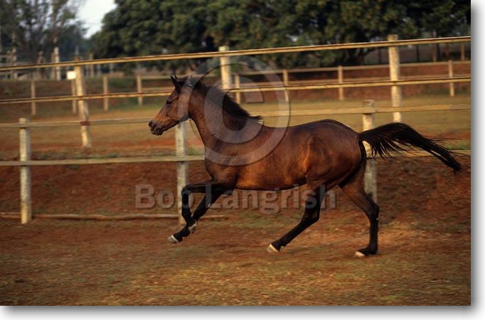Bob Langrish Equestrian Photographer: Images